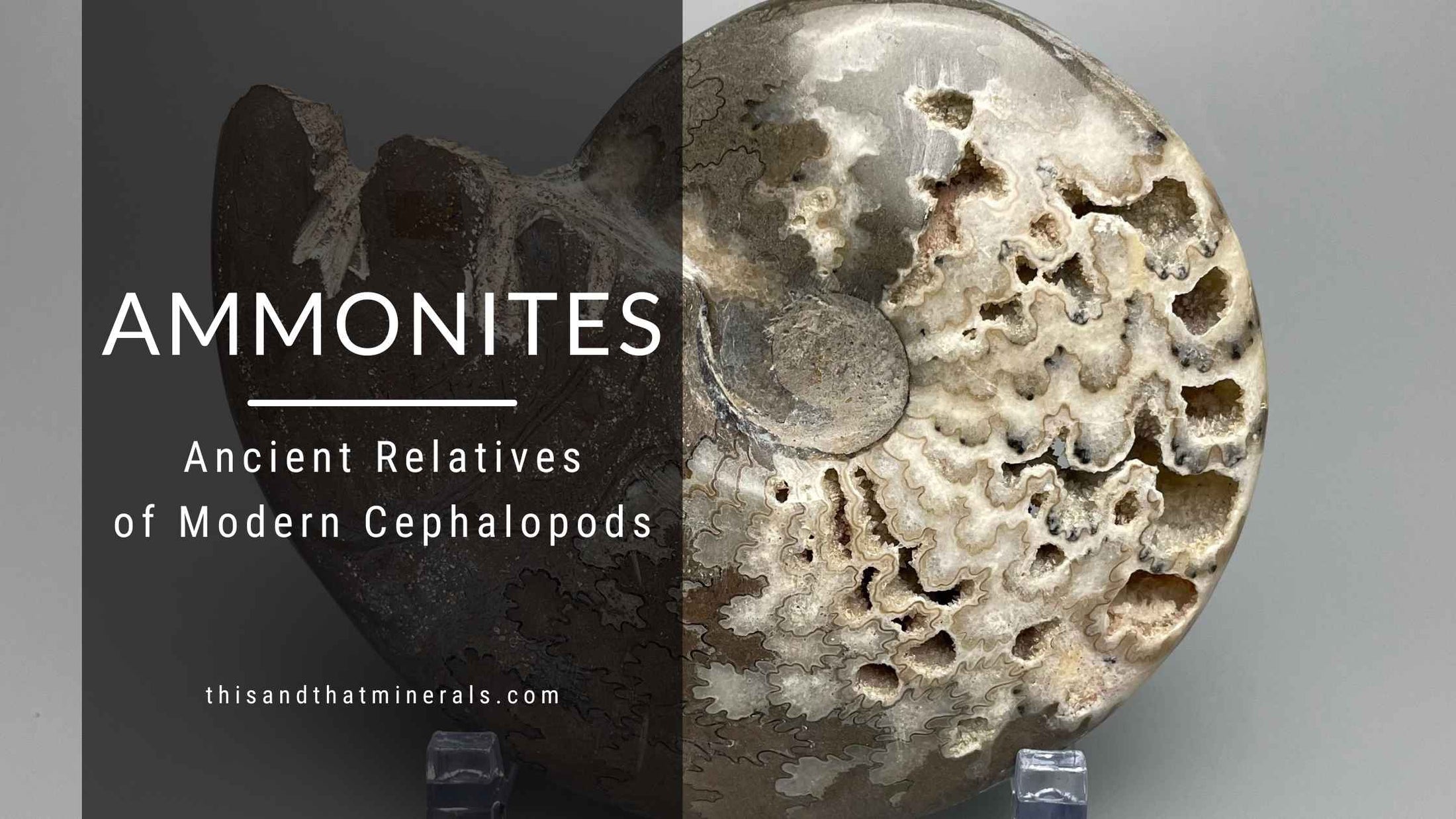 Ammonites: Ancient Relatives of Modern Cephalopods – This & That Minerals